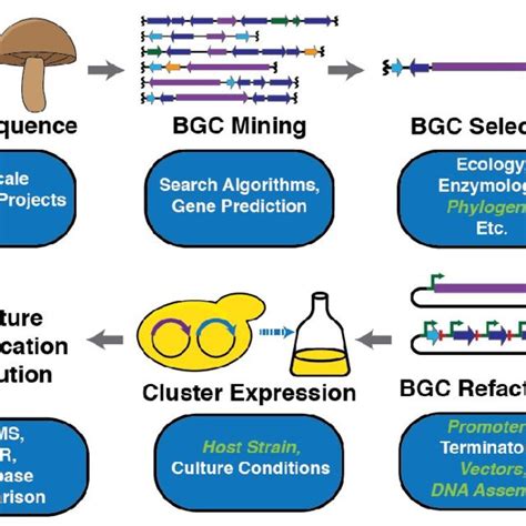 Dna Assembly By Yeast Homologous Recombination A Dna Assembly From