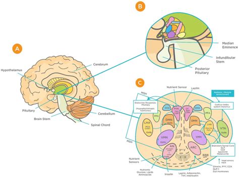 Schematic Representation Of The Functional Structure Of Hypothalamic