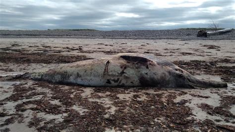 Moby Ick Anger As Dead Whale Left To Rot On Beach The Mail