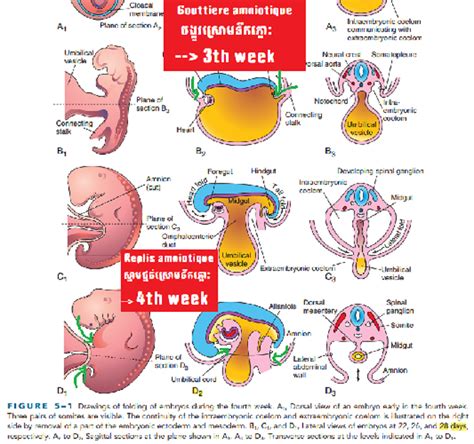 Results Embryologie Part1