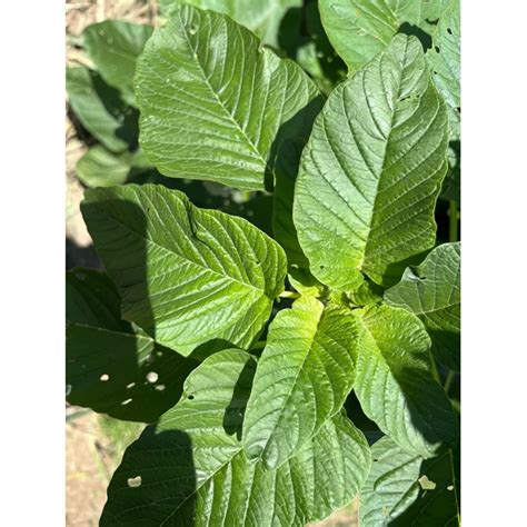 Sherwood Seeds Premium 100 Amaranthus Dubius Plant Seeds Large Leaf