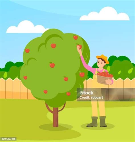 붉은 사과를 가진 농부 사과의 수확 울타리가있는 정원 풍경 원예 및 농업 계절에 대한 스톡 벡터 아트 및 기타 이미지 계절 과일 나무 Istock