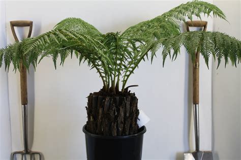 Tree Fern Winter Wrapping
