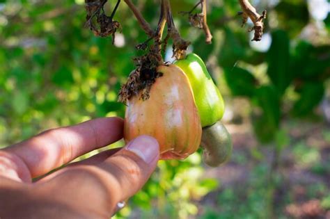 Premium Photo Cropped Image Of Hand Holding Fruit