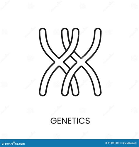 Pair Of Chromosomal Crossover And Replication Process Royalty Free