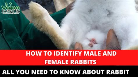 How To Identify Male And Female Rabbits Youtube