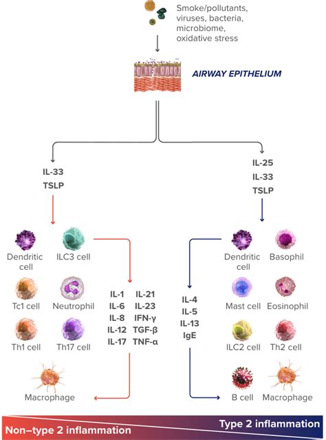 Role Of Type 2 Inflammation Think Copd Inflammation