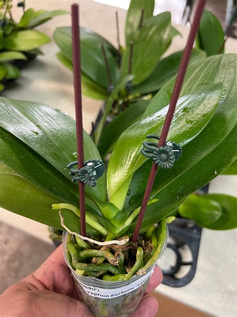 Phalaenopsis Yaphon Perfume ‘Yellow’ – Orchid Classics