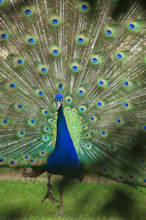 Peacocking By Alphamale0052 On Deviantart