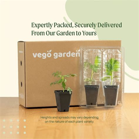 Super Chili Pepper Seedlings Vego Garden Excellent Seedlings