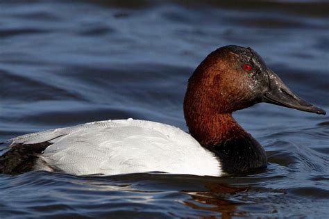 Redhead Duck Vs Canvasback Duck Id Best Life Birding