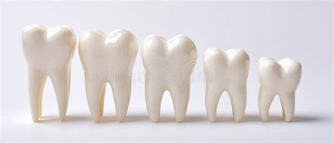 The Evolution Of Dental Health With Varying Sizes Of Tooth Models Ai