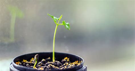 How To Grow Pomegranate From Seed The Garden Magazine