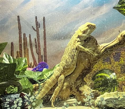 Phineas Has No Idea Were Building His Bigger Home Right Now R