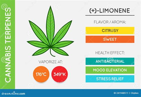 Cannabis Terpene Information Chart Aroma And Flavor With Health