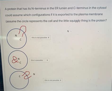 Solved A Protein That Has Its N Terminus In The Er Lumen And
