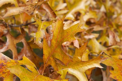 Feuilles Nature Automne Photo Gratuite Sur Pixabay Pixabay