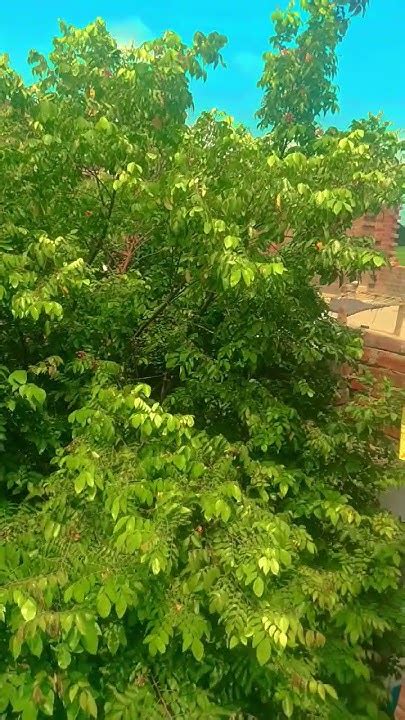 Aamarak Ka Tree😍😍 Youtube