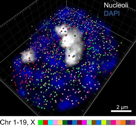 Visualizing Gene Activity In Single Cells Genetics And Genomics