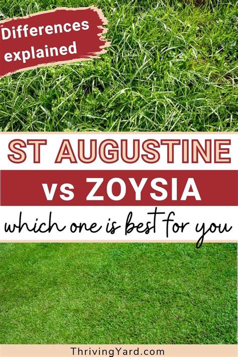St Augustine Vs Zoysia Which Grass Is Best Zoysia Grass Best Grass