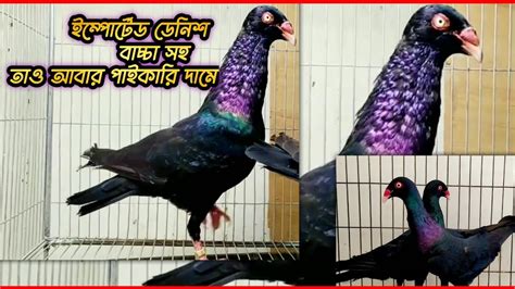 মন মুগ্ধ করা কোয়ালিটি সবার একবার হলেও ভিডিওটি দেখা উচিত হাই