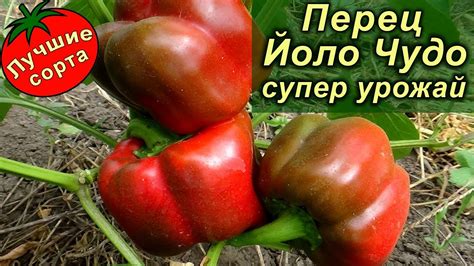 Перец Йоло Вондер (pepper Jolo Wonder) – Супер урожайный сорт (лучшие ...