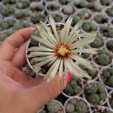Astrophytum Asterias Giromagi Cactus And Succulents