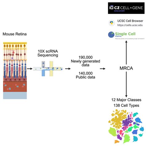 Comprehensive Single Cell Atlas Of The Mouse Retina Iscience