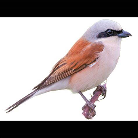 Red Backed Shrike Lanius Collurio Identification Birda