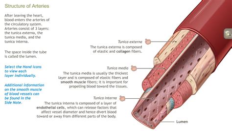 Introduction To The Cardiovascular System Adam Ondemand