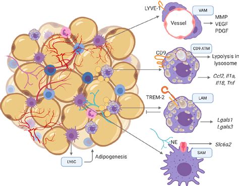 Figure 1 From Macrophage Metabolism At The Crossroad Of Metabolic