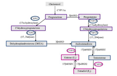 Targeting Estrogen Biosynthesis Flashcards Quizlet