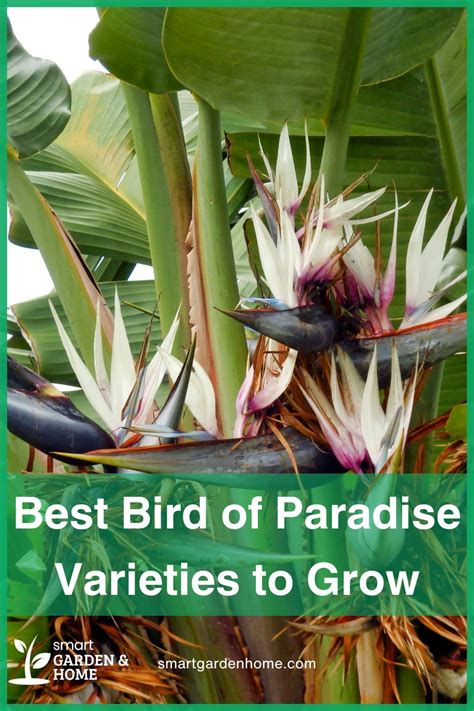 5 Best Bird Of Paradise Varieties Paradise Plant Birds Of Paradise