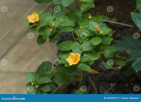 Ilima Flowers Stock Image Image Of Green Exotic Evergreen 241629121