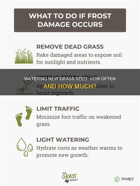Watering New Grass Seed How Often And How Much Shuncy