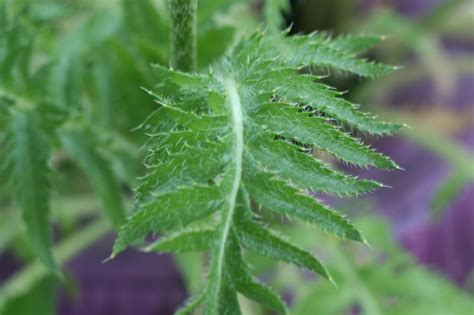 Plantas Natureza Foto Gratuita No Pixabay Pixabay