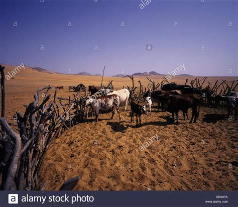 Kraal Africa High Resolution Stock Photography And Images Alamy