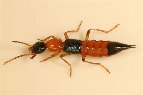 Have You Ever Been Stung By An Acid Bug Aka Papa Nairaland General