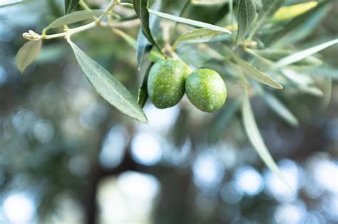 녹색 두 올리브는 올리브 나무에 나뭇 가지에서 자랍니다 출판 디자인 포스터 달력 포스트 화면 보호기 배경 화면 엽서 배너 표지를 위한 올리브 배경 고화질 사진 경관에 대한