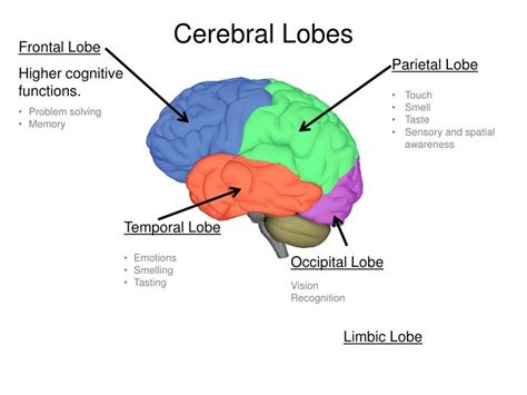Ppt Cortical Functions And Their Measurement Vision As