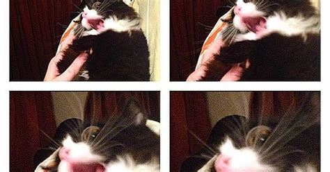 Our Cat Went Derp Imgur