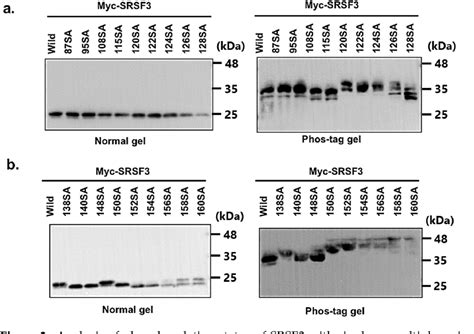 Figure 2 From Multiple Phosphorylations Of Sr Protein Srsf3 And Its