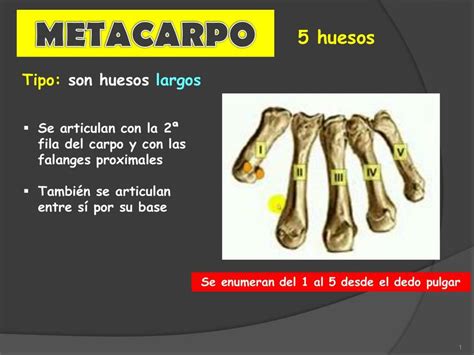 Hueso Metacarpo Srec Udocz