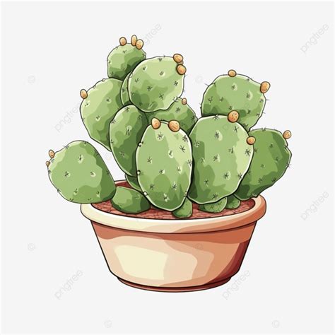 Opuntia Ficus Indica التين الهندي Opuntia Fig Opuntia أو صبار التين