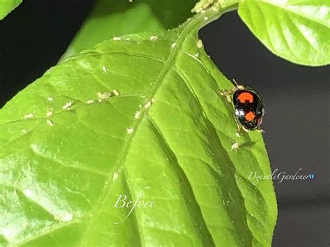Lady Bug Vs Aphids Dgentle Gardener