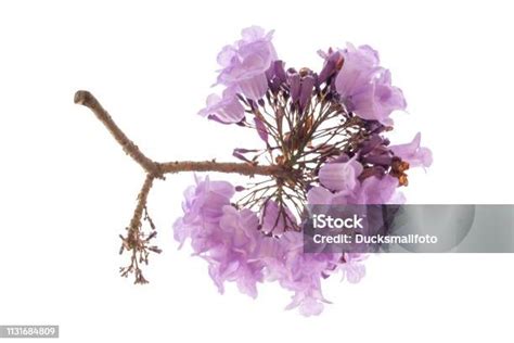 흰색 배경에 고립 자 카 란다 꽃 보라색 꽃의 끝에서 화를 가진 종은 남아메리카 원산 이다 계절에 대한 스톡 사진 및 기타