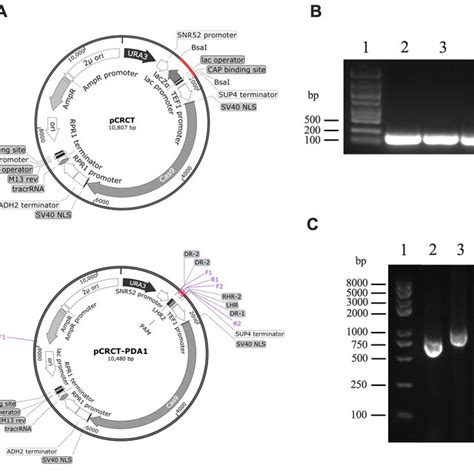 Construction And Replication Of The Recombinant Pcrct Pda1 Plasmid A
