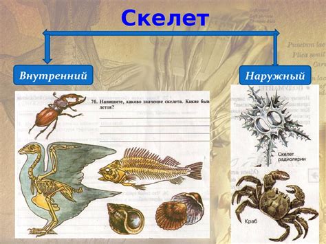Значение опорно двигательной системы Строение костей 8 класс