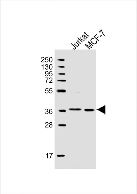 Mfrn2 Antibody N Term Affinity Purified Rabbit Polyclonal Antibody