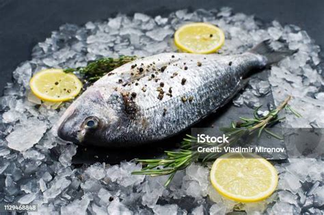 도 라도 물고기는 검은 마 성분 로즈마리 레몬 원시 얼음 어두운 배경 낚시에 대한 스톡 사진 및 기타 이미지 낚시 냉동된 러시아 Istock